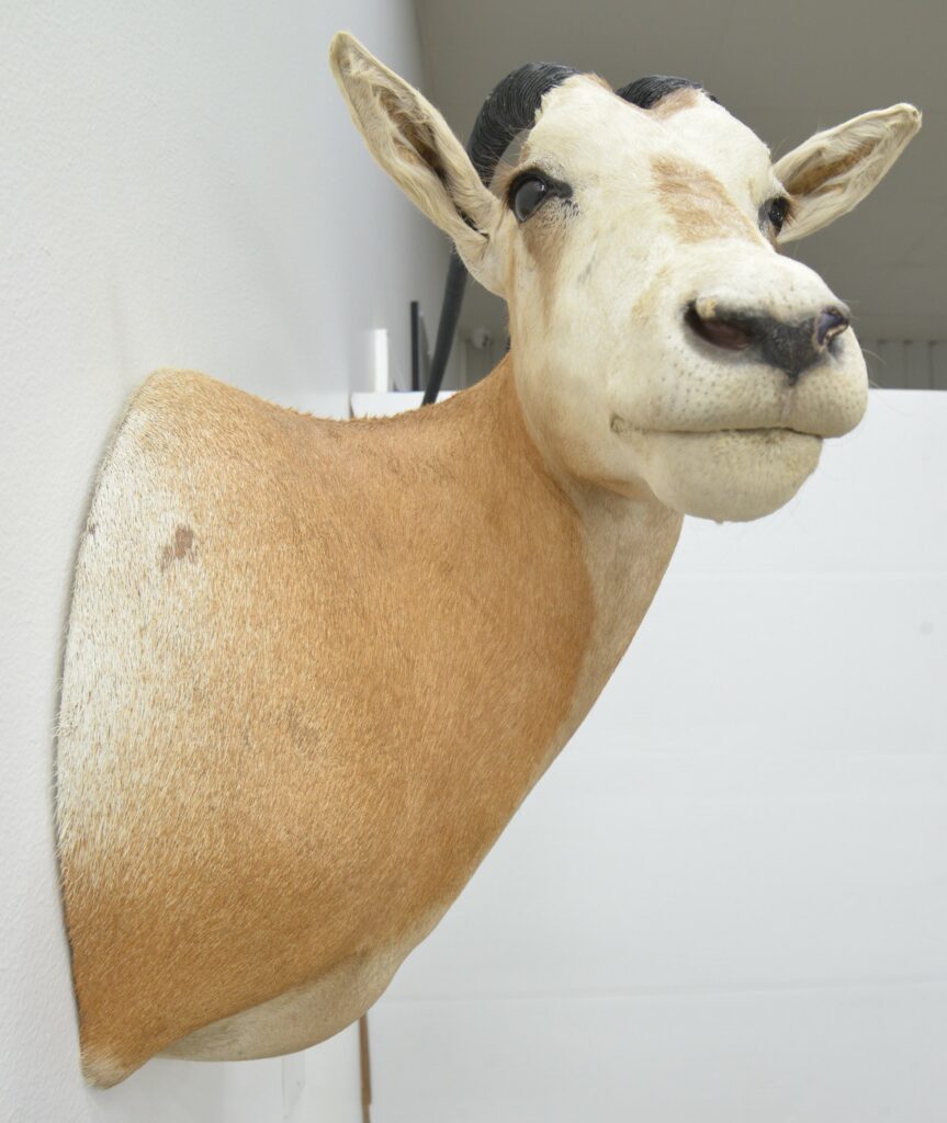 Scimitar Horned Oryx Taxidermy Shoulder Mount 32″Hx45″ Wx20″D – Rhino ...