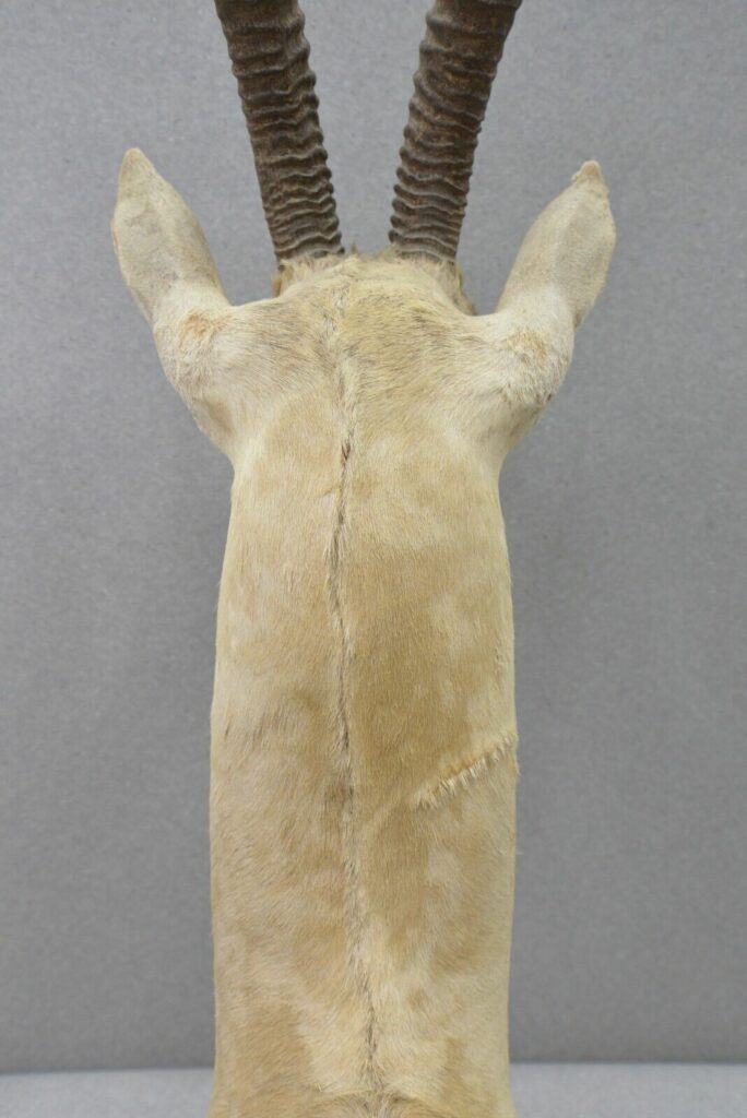 African Robert’s Gazelle Shoulder Mount 38"Hx21"Wx20"D – Rhino Trade LLC