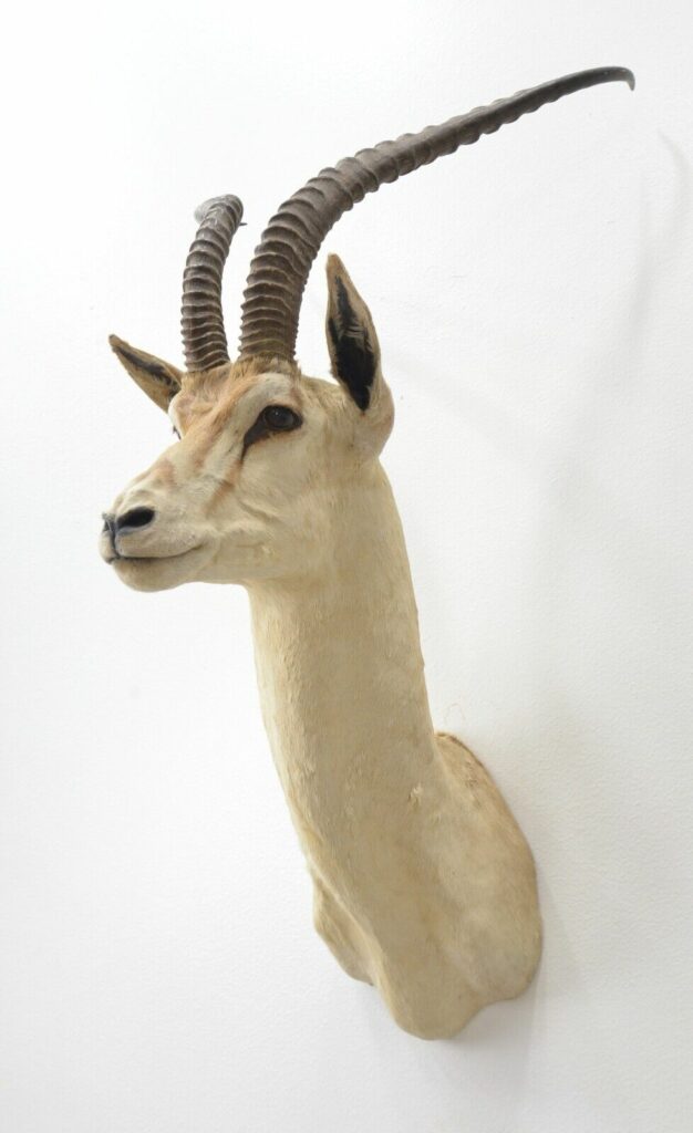 African Robert’s Gazelle Shoulder Mount 38"Hx21"Wx20"D – Rhino Trade LLC