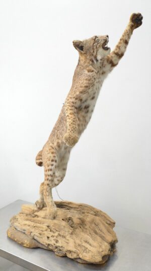 Bobcat – Rhino Trade LLC