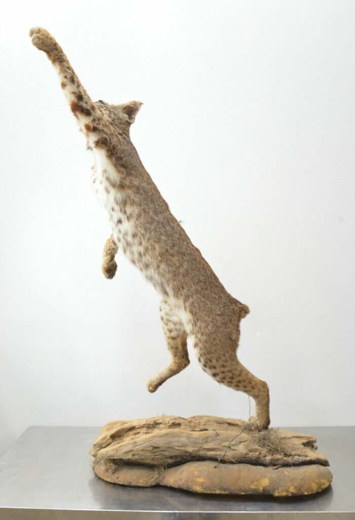 Full Body Leaping Bobcat Mount on a Base 30"Lx16"Wx48"H – Rhino Trade LLC