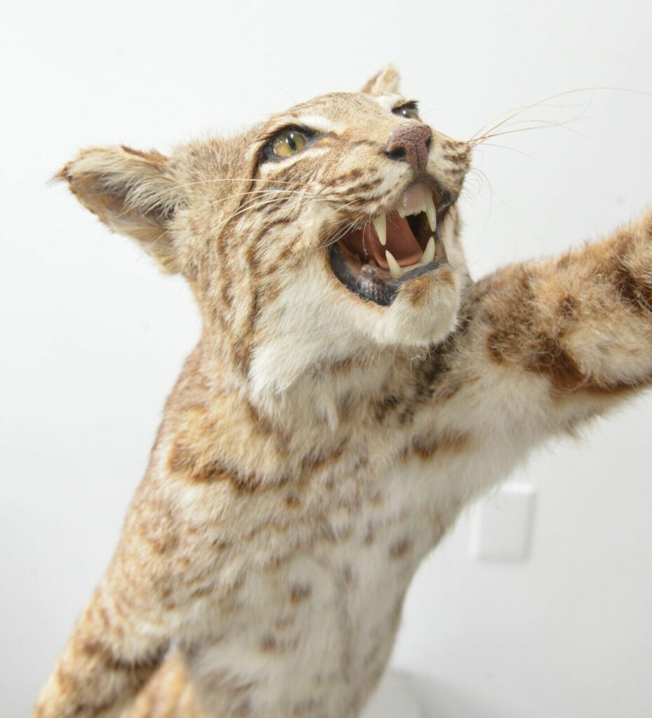 Full Body Leaping Bobcat Mount on a Base 30"Lx16"Wx48"H – Rhino Trade LLC