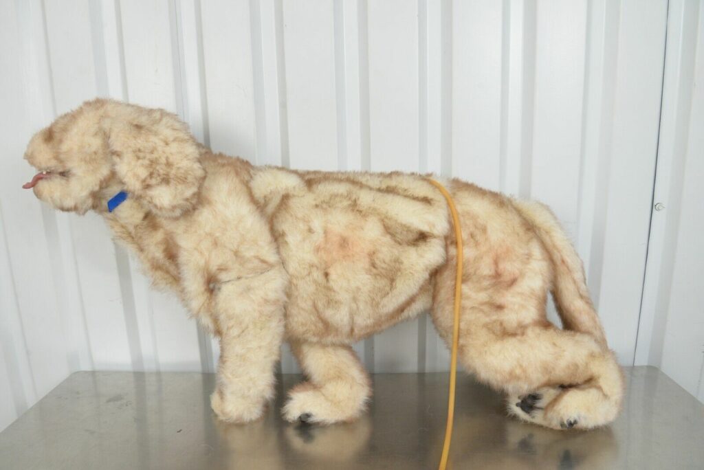 Rescue Critters Critical Care Jerry Advanced Veterinary Training ...