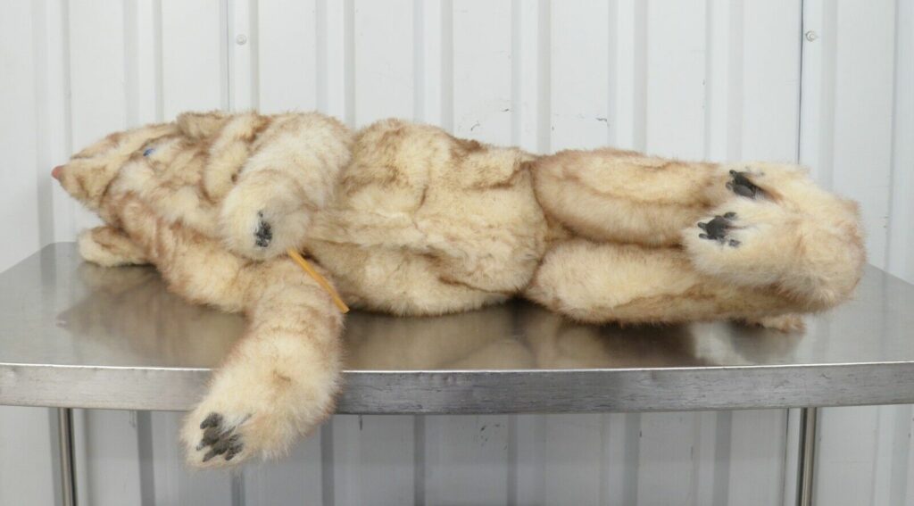 Rescue Critters Critical Care Jerry Advanced Veterinary Training ...
