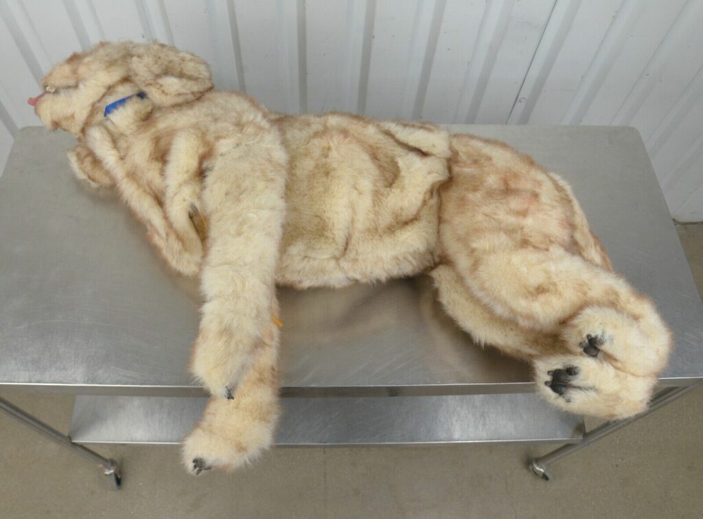 Rescue Critters Critical Care Jerry Advanced Veterinary Training ...