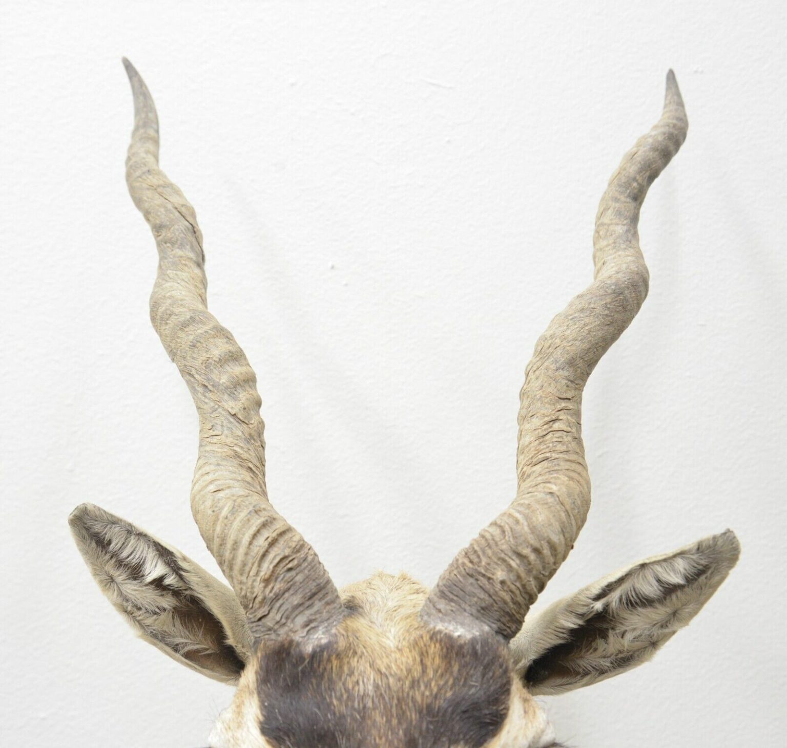 Indian Blackbuck Antelope Shoulder Wall Mount 31"Hx15"Wx17"D – Rhino ...