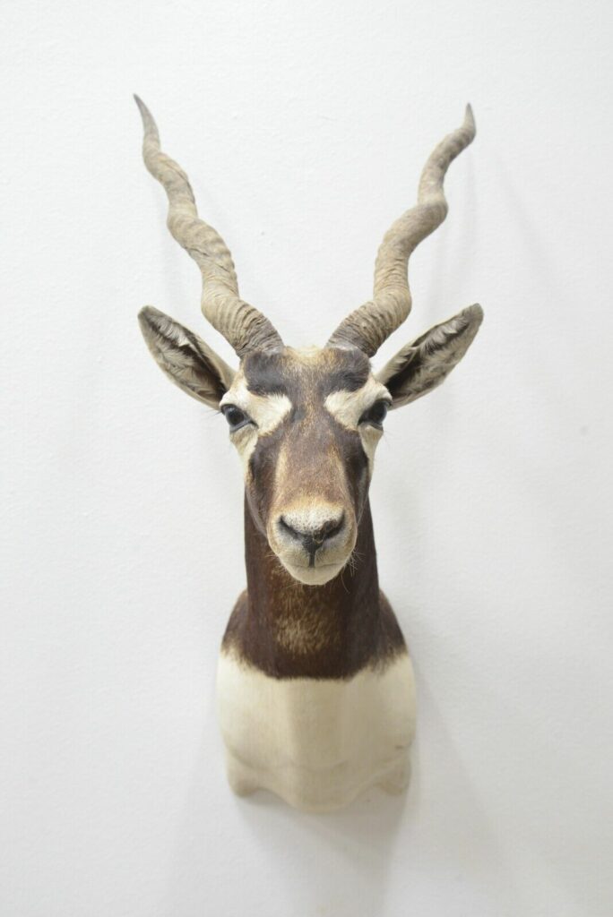 Indian Blackbuck Antelope Shoulder Wall Mount 31"Hx15"Wx17"D – Rhino ...