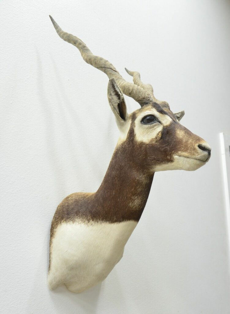 Indian Blackbuck Antelope Shoulder Wall Mount 31"Hx15"Wx17"D – Rhino ...
