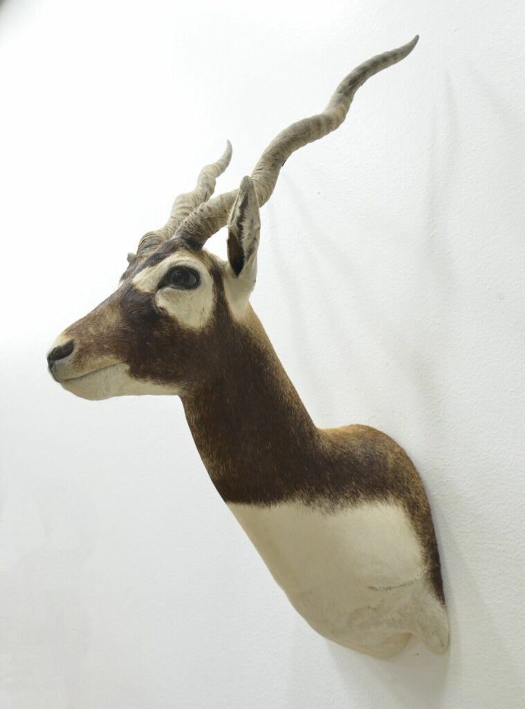 Indian Blackbuck Antelope Shoulder Wall Mount 31"Hx15"Wx17"D – Rhino ...