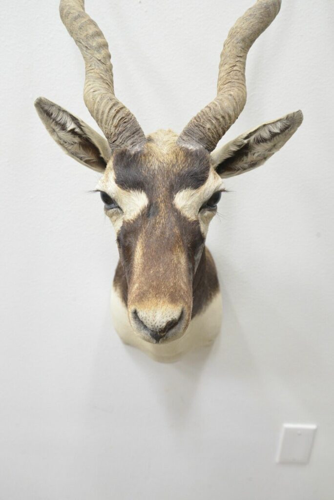 Indian Blackbuck Antelope Shoulder Wall Mount 31"Hx15"Wx17"D – Rhino ...