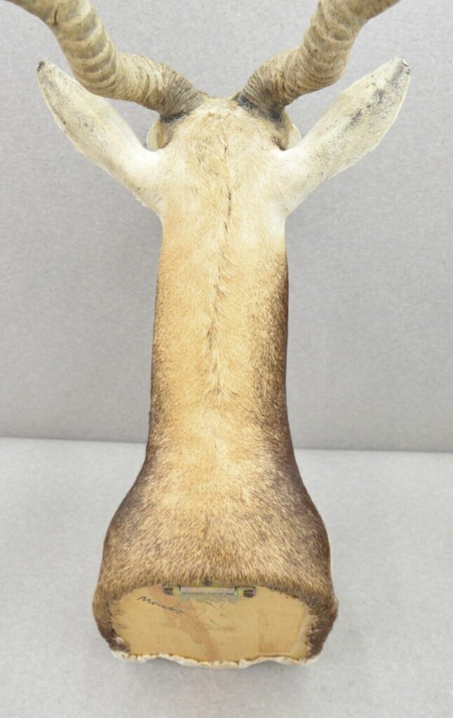 Indian Blackbuck Antelope Shoulder Wall Mount 31"Hx15"Wx17"D – Rhino ...