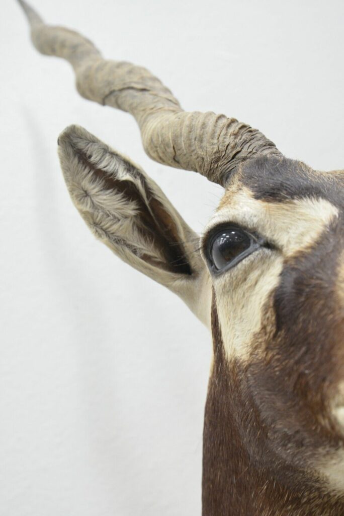Indian Blackbuck Antelope Shoulder Wall Mount 31"Hx15"Wx17"D – Rhino ...