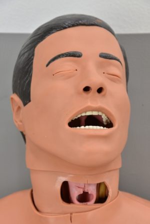 Laerdal AT Kelly Torso 260-00001 Airway Training Manikin – Rhino Trade LLC