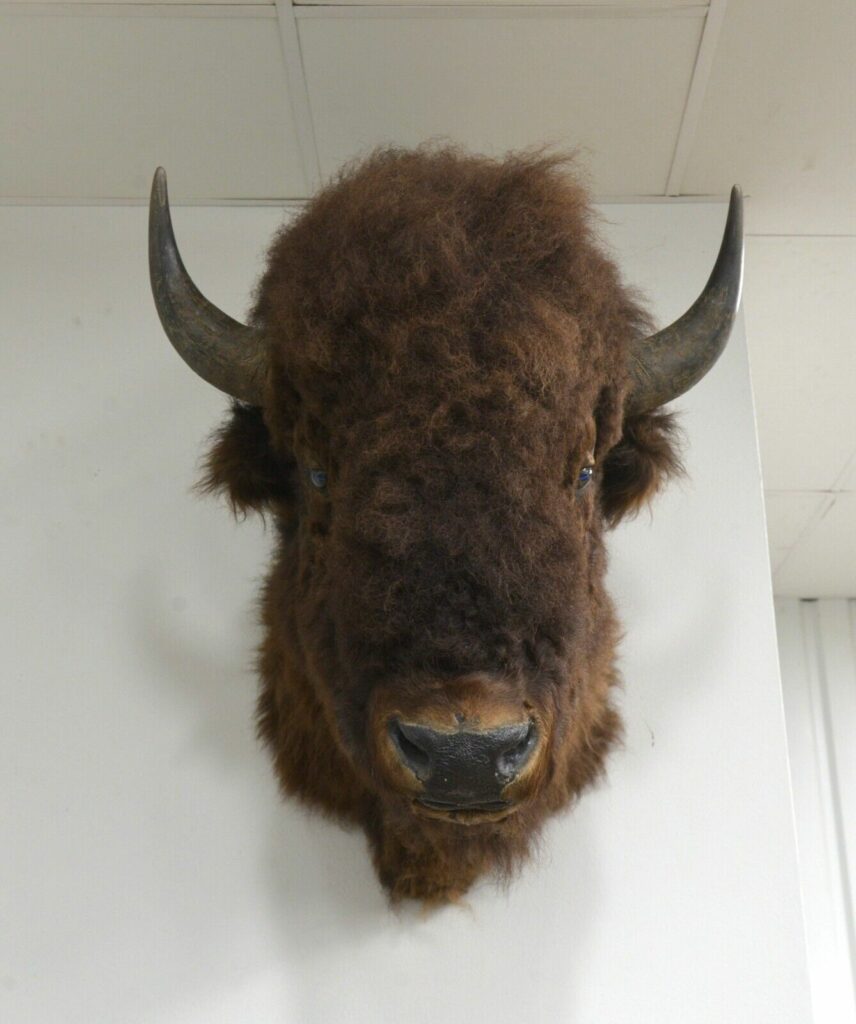 North American Bison (Buffalo) Shoulder Wall Mount 39"Hx26"Wx38"D ...